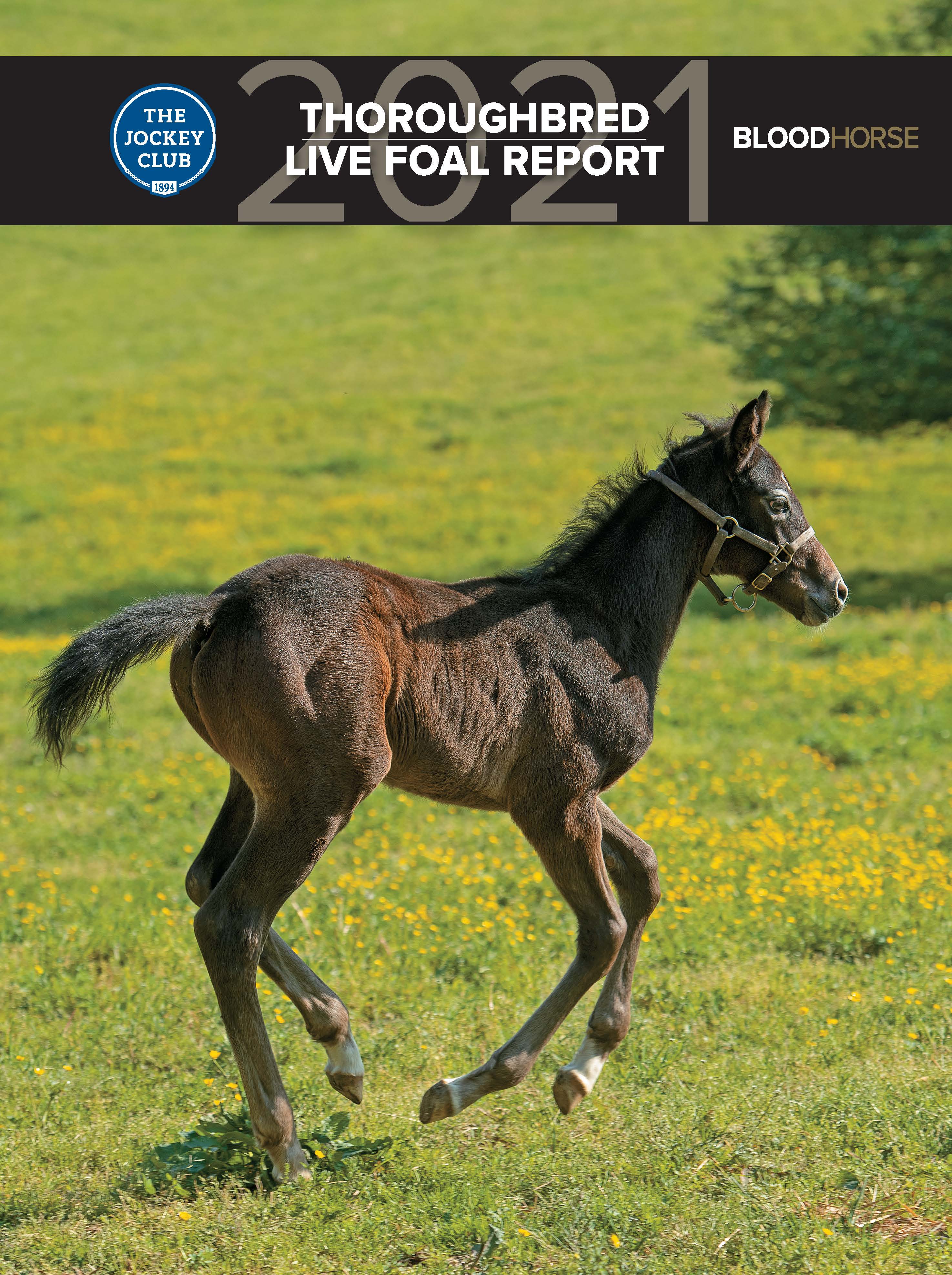 Thoroughbred Reports, News, Sire Lists, Blogs, Video, Pedigree Analysis ...