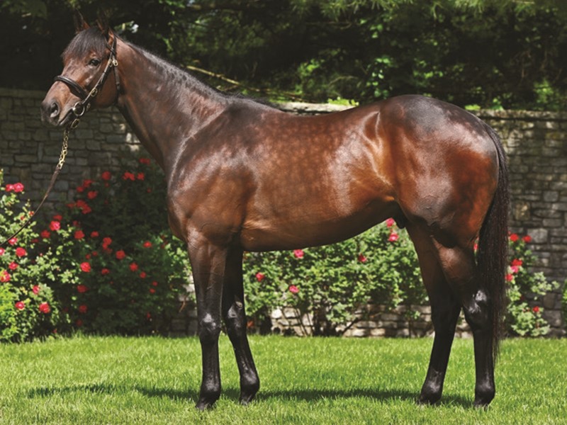 Uncle Mo - Stallion Register Online