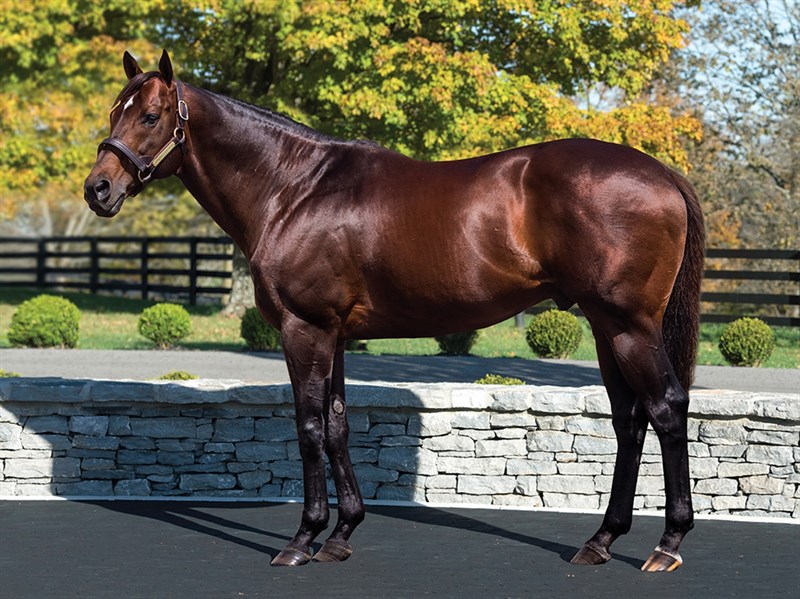 Ghostzapper - Stallion Register Online