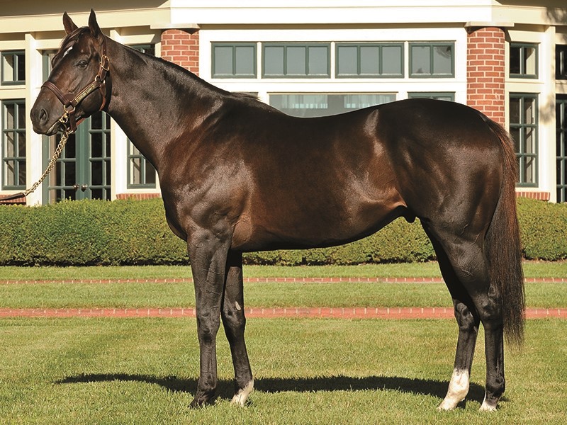 Twirling Candy - Stallion Register Online