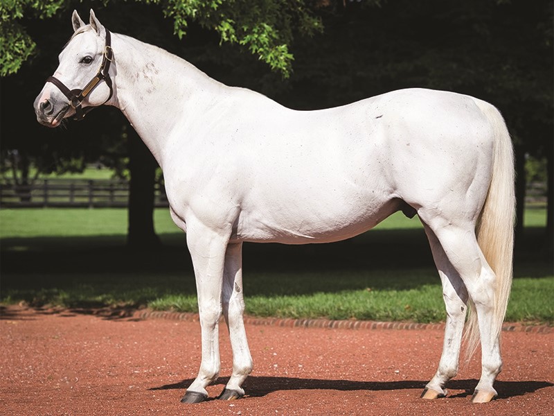 Tapit - Stallion Register Online