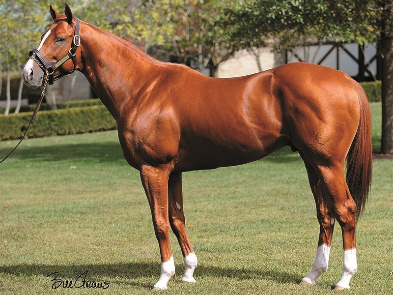 Elite Squadron - Stallion Register Online