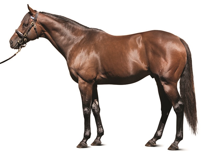 Hard Spun - Stallion Register Online