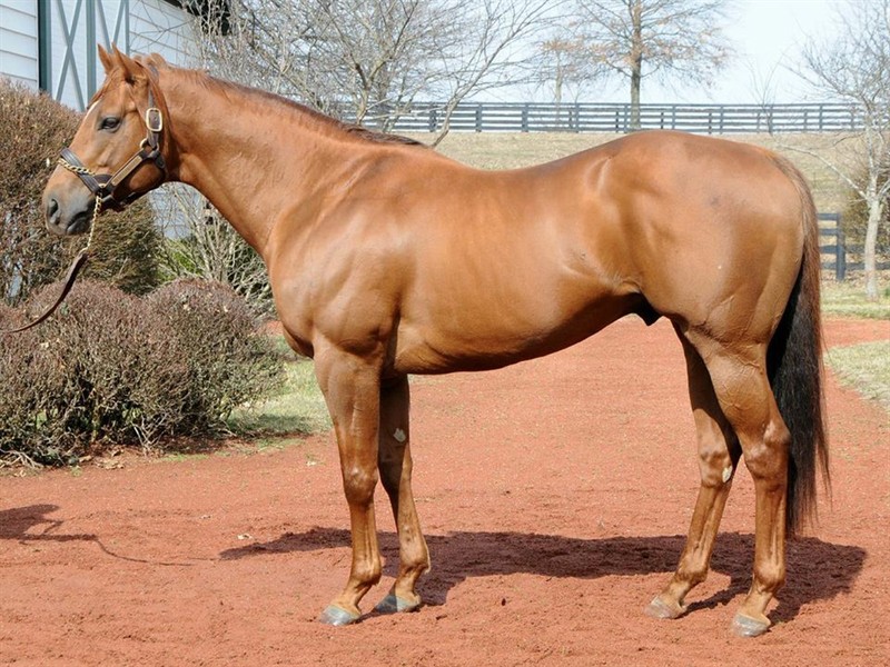 Henny Hughes - Horse Card - BloodHorse