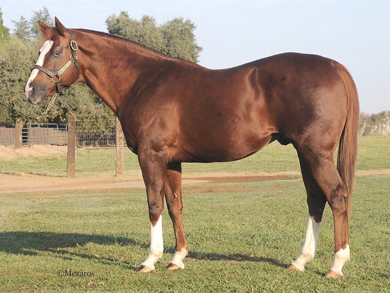 Jersey Town - Stallion Register Online