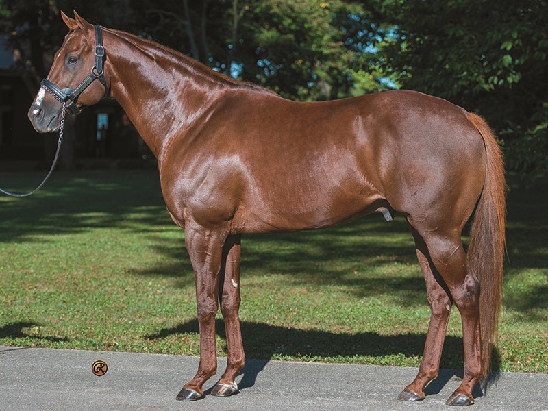 Kantharos - Stallion Register Online