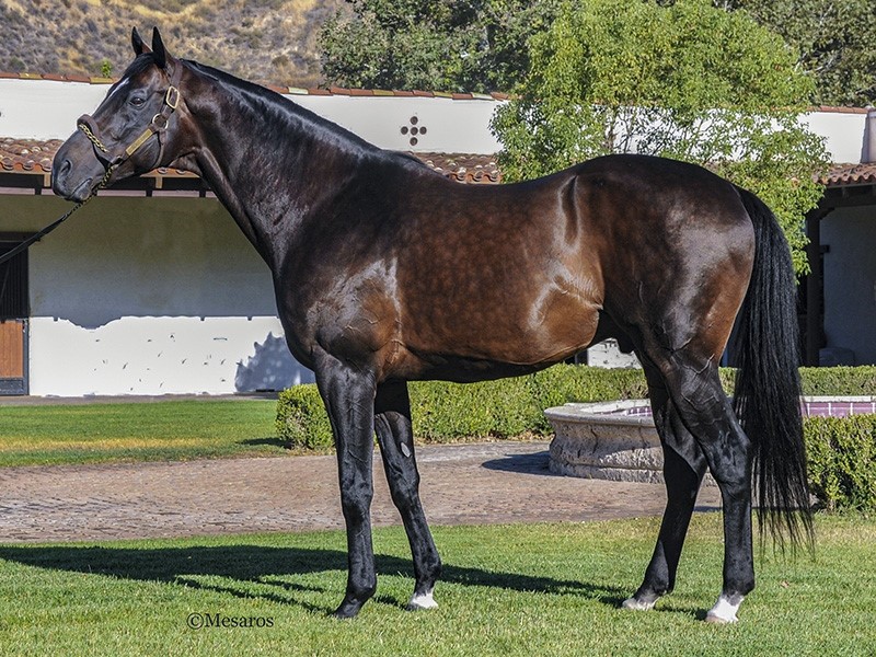 Mr. Big - Stallion Register Online