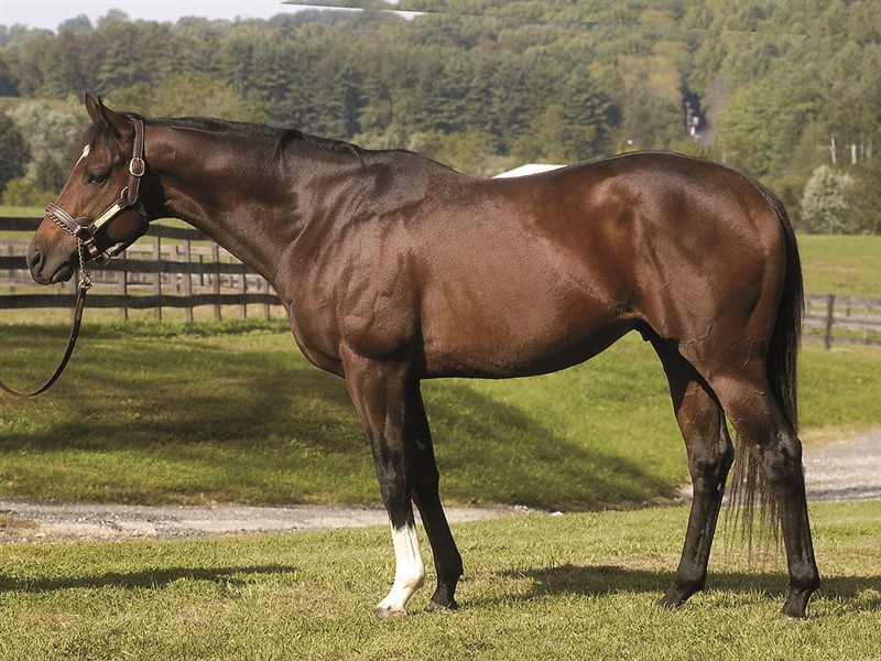 Rimrod - Stallion Register Online