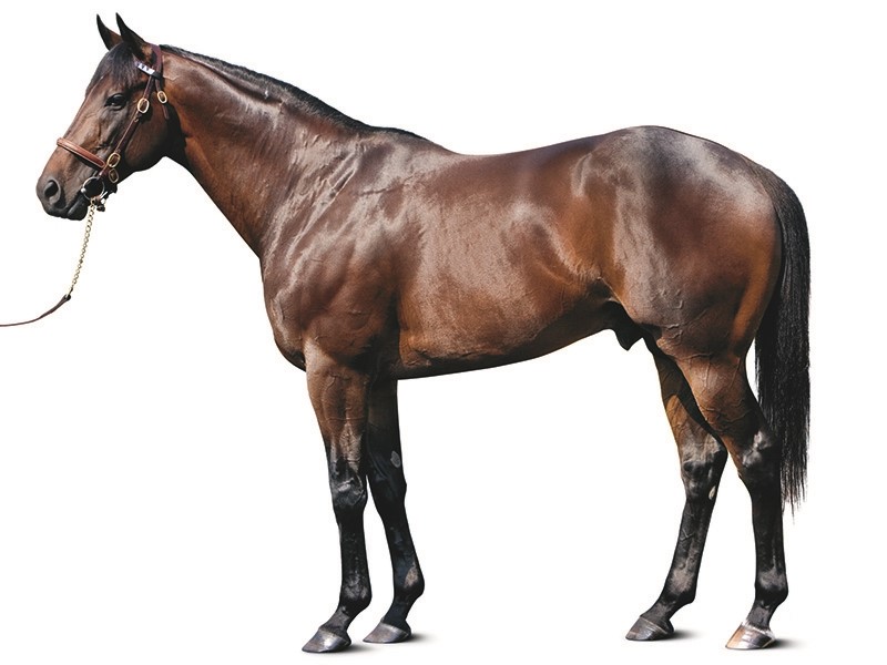 Street Sense - Stallion Register Online