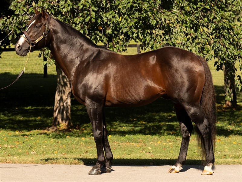 War Front - Stallion Register Online
