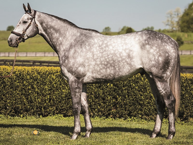 Creative Cause - Stallion Register Online