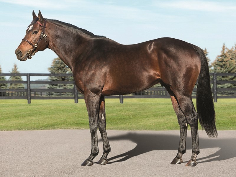 Signature Red - Stallion Register Online