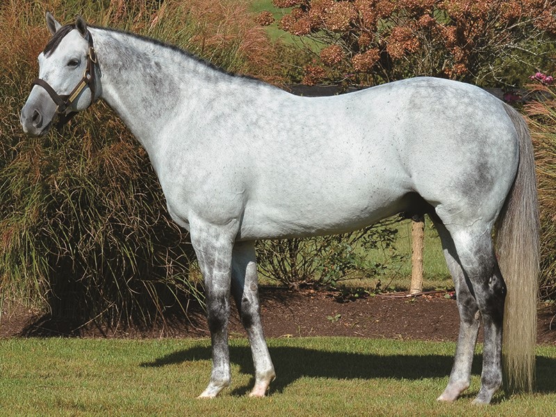 Mission Impazible - Horse Card - BloodHorse