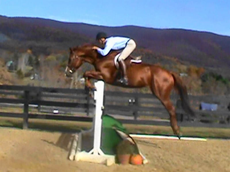 Friend Or Foe - Stallion Register Online