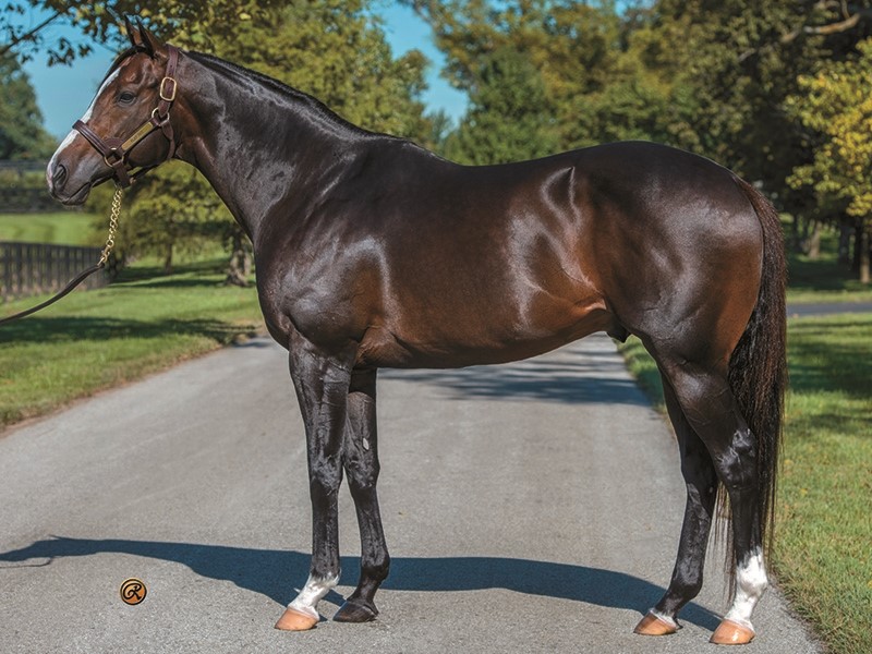 Flat Out - Stallion Register Online