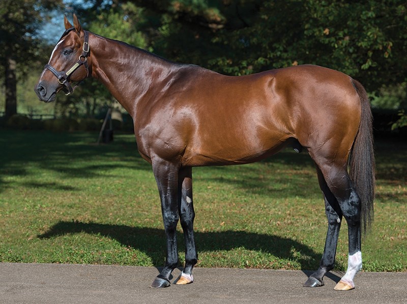 Mucho Macho Man - Stallion Register Online