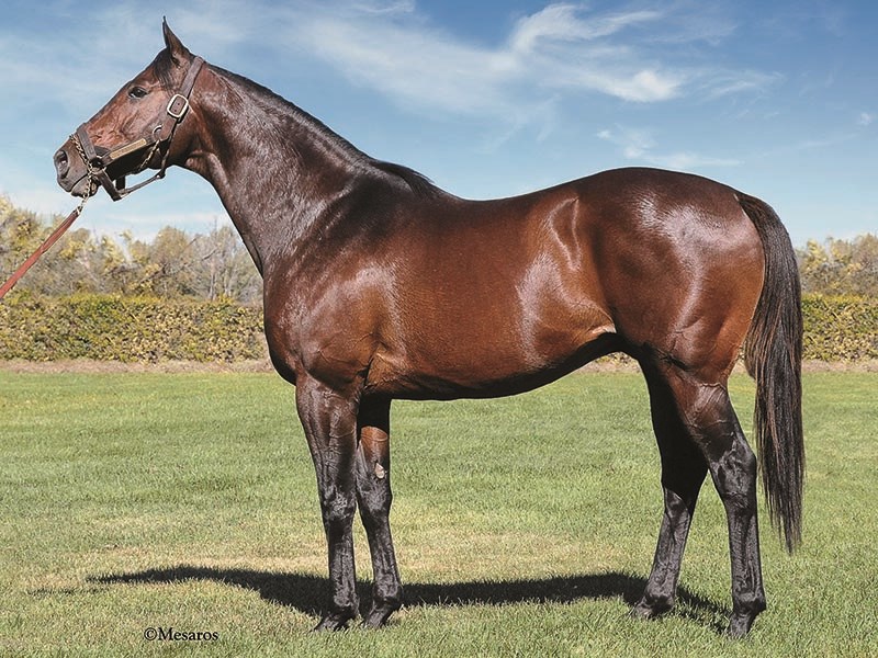 Jeranimo - Stallion Register Online
