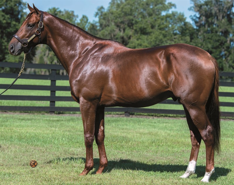 Capo Bastone - Stallion Register Online