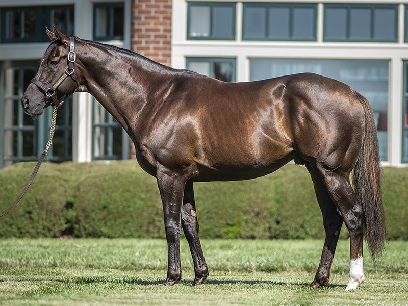 Daredevil - Stallion Register Online