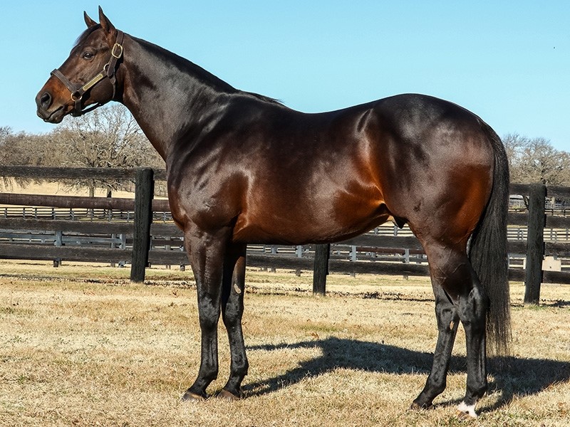 Competitive Edge - Stallion Register Online