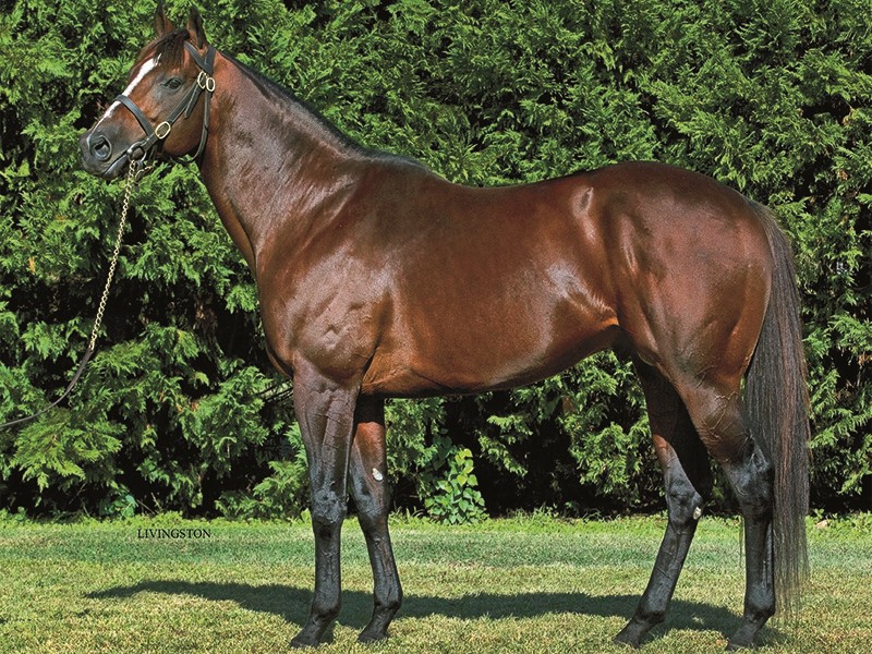 Bourbon Courage - Stallion Register Online
