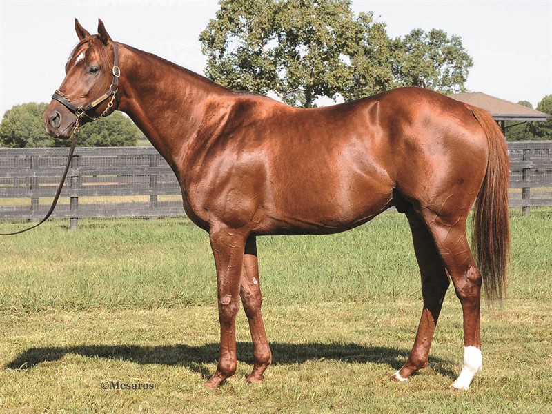 Tom's Tribute - Stallion Register Online