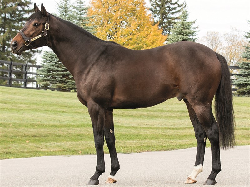 Shaman Ghost - Stallion Register Online