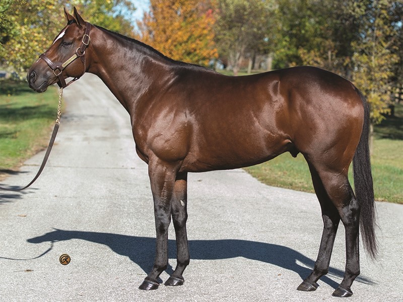 Cinco Charlie - Stallion Register Online