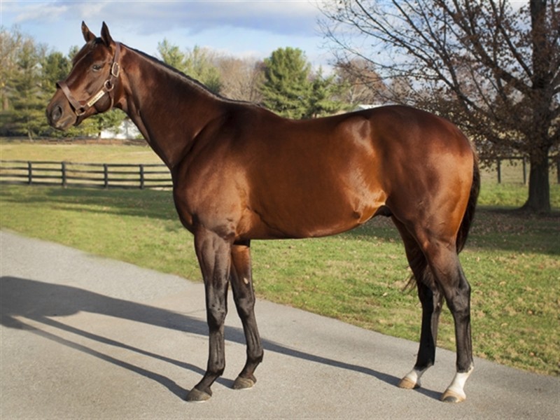 Bloodhorse Stallion Register