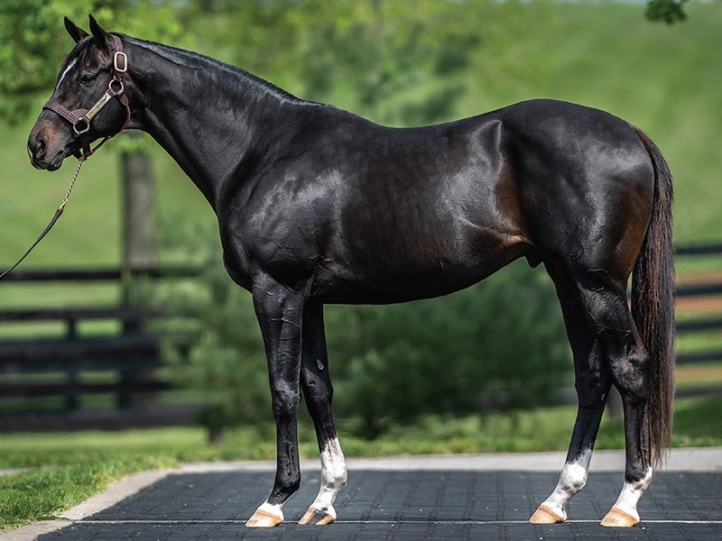 Not This Time - Stallion Register Online