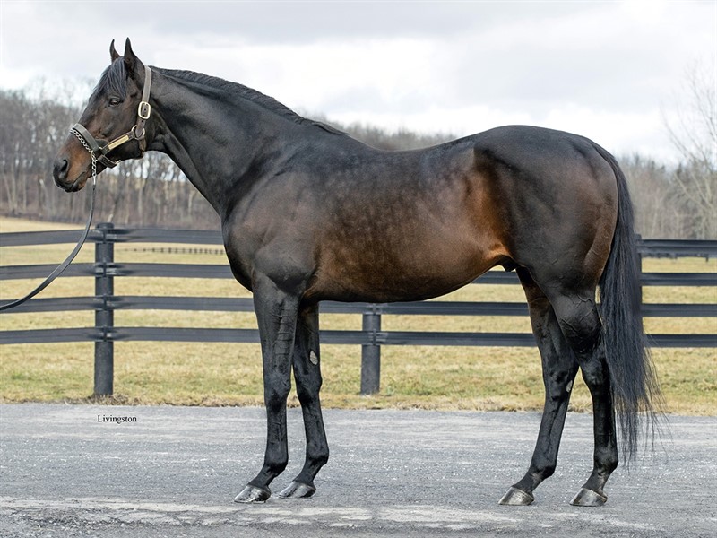 Peace and Justice - Stallion Register Online