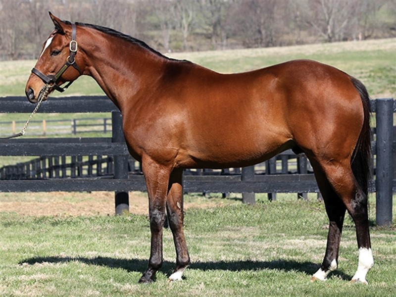 Texas Red - Stallion Register Online