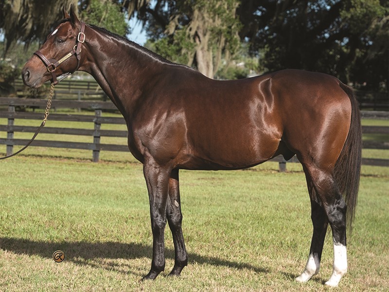 jockey club stallion registry - Neida Rawlins