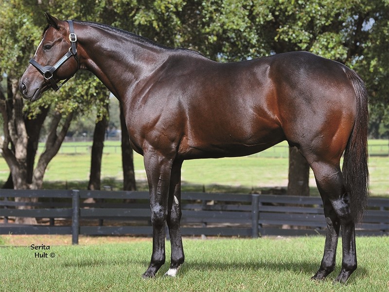 Uncle Vinny - Stallion Register Online