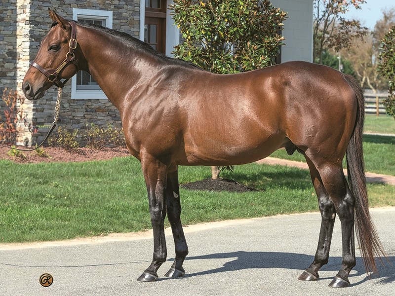 Uncle Lino - Stallion Register Online