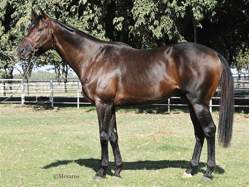 Tamarando - Stallion Register Online
