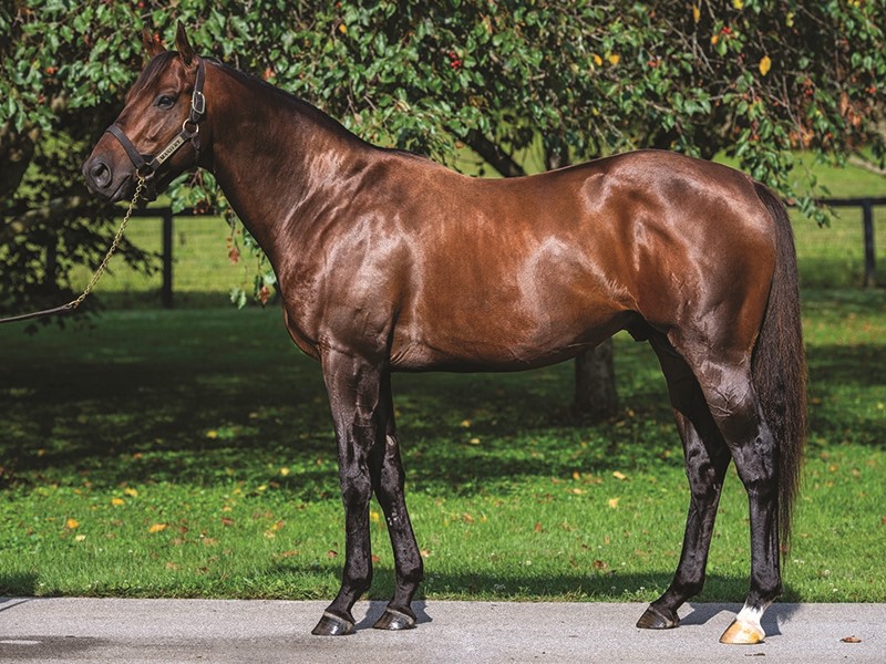 Mastery - Stallion Register Online