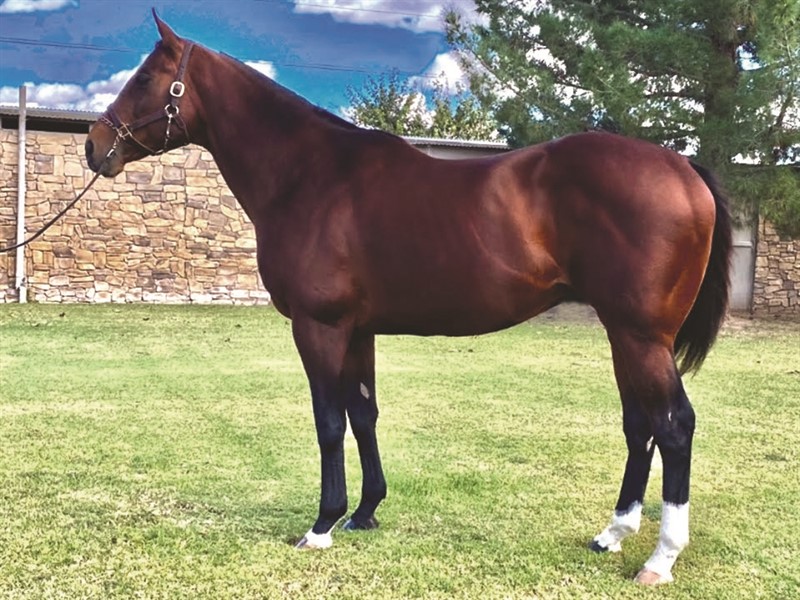 Marking - Stallion Register Online