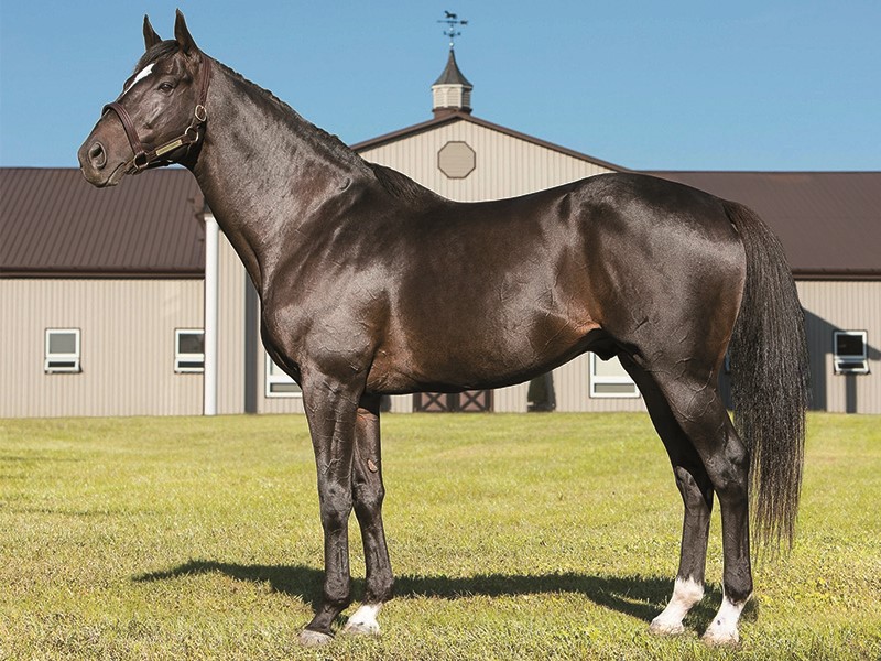 Perfect Timber - Stallion Register Online