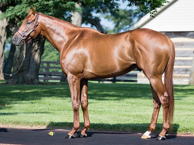 Gun Runner - Stallion Register Online