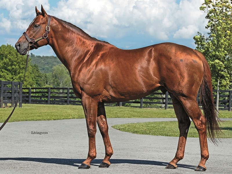 Union Jackson - Stallion Register Online