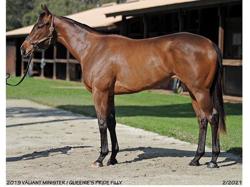 Valiant Minister - Stallion Register Online