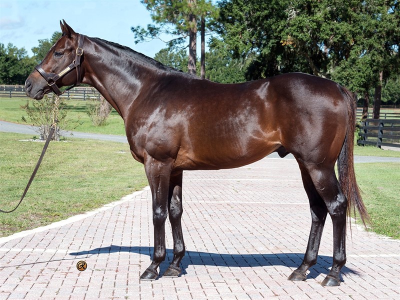 Neolithic - Stallion Register Online
