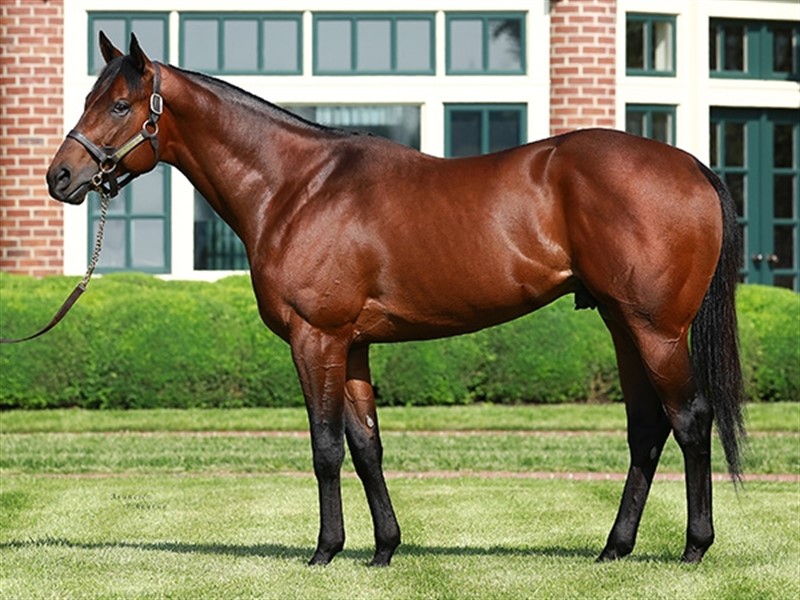 Light Horse