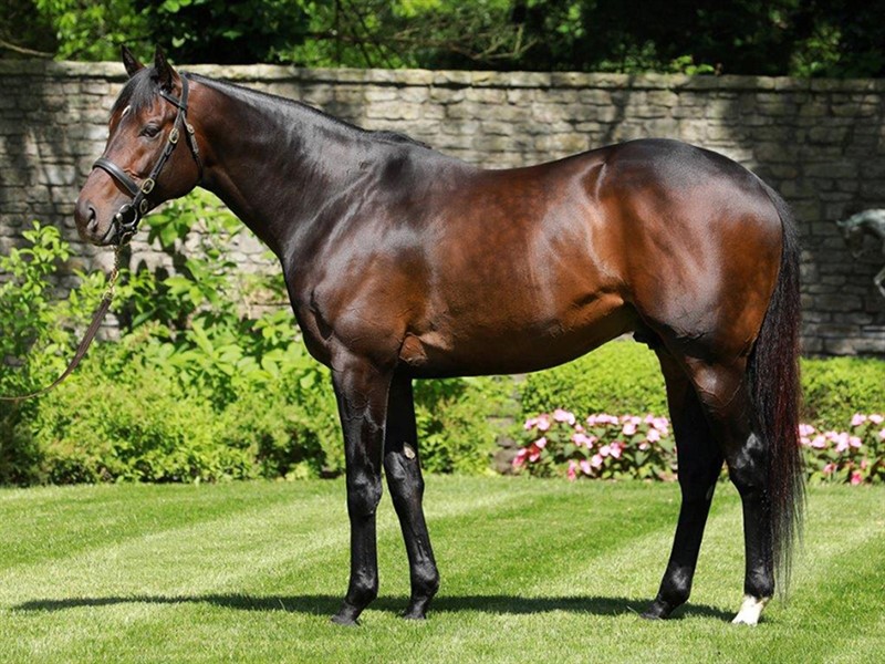 Mo Town - Stallion Register Online