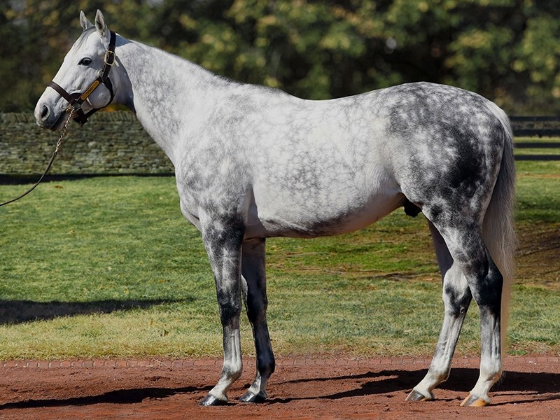Grey Thoroughbred Stallion