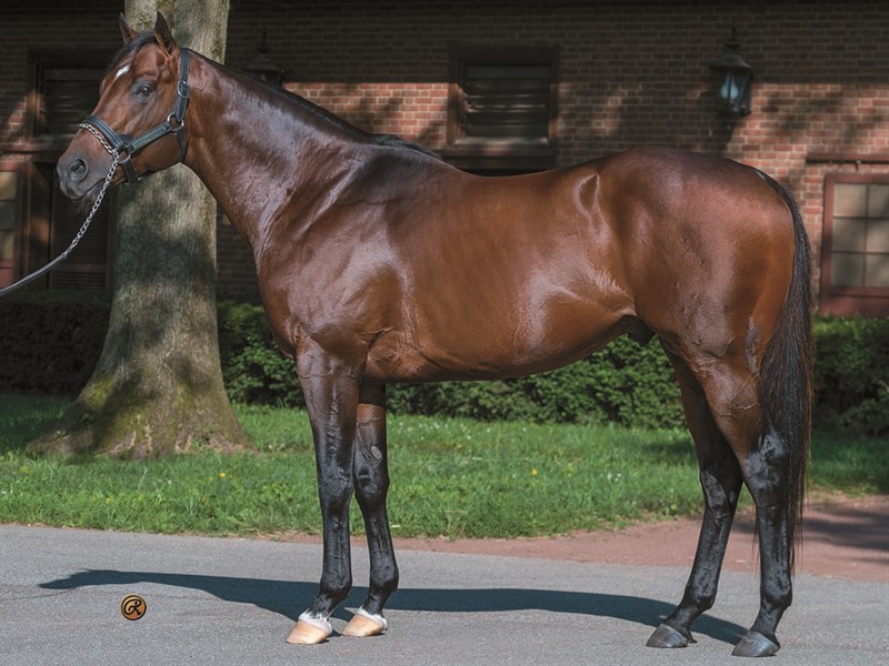 Army Mule - Stallion Register Online