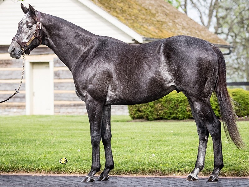 Funtastic - Stallion Register Online