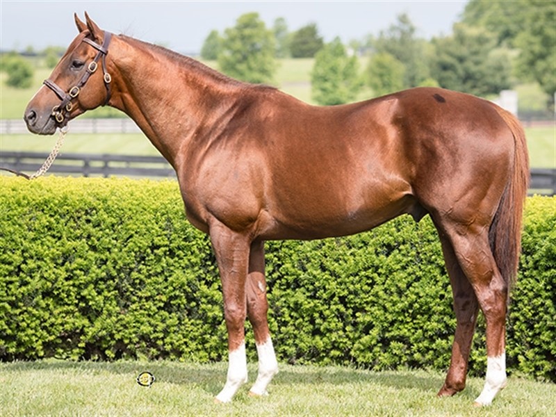 Collected - Stallion Register Online