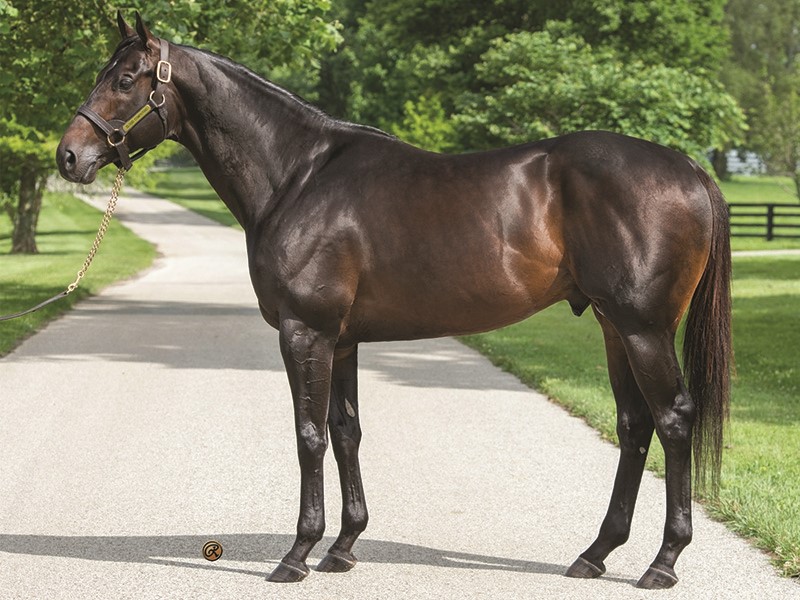 Cloud Computing - Horse Card - BloodHorse